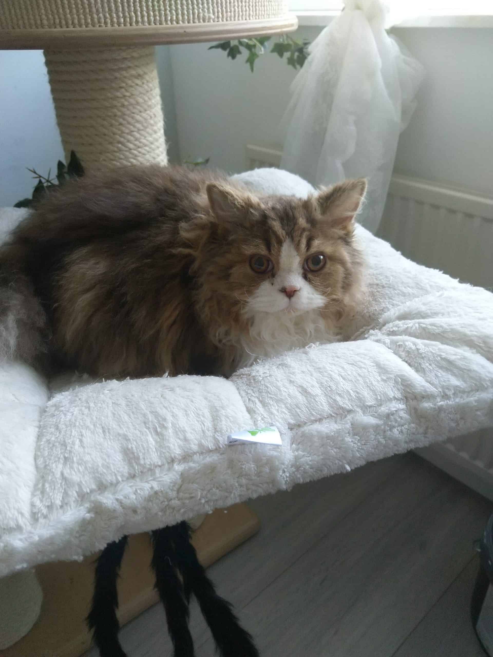 Selkirk Rex – Cattery van het Gildenhuys