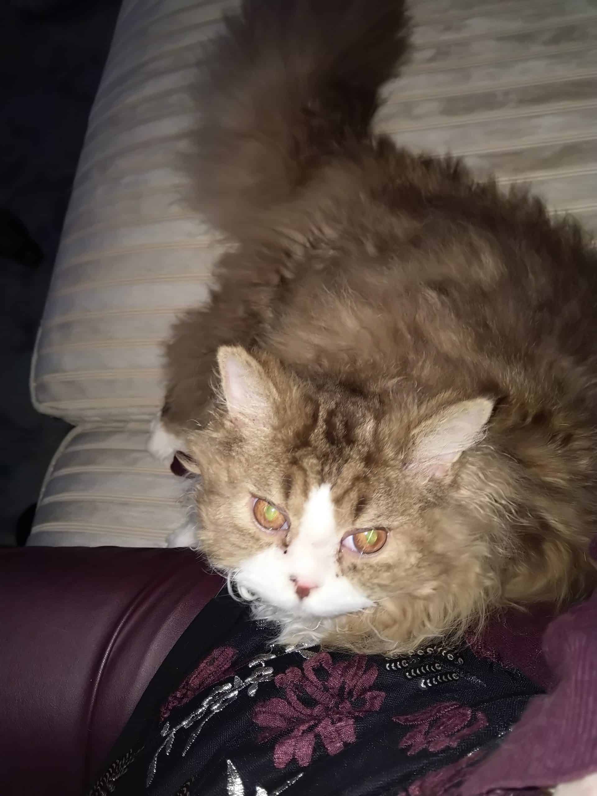 Selkirk Rex – Cattery van het Gildenhuys