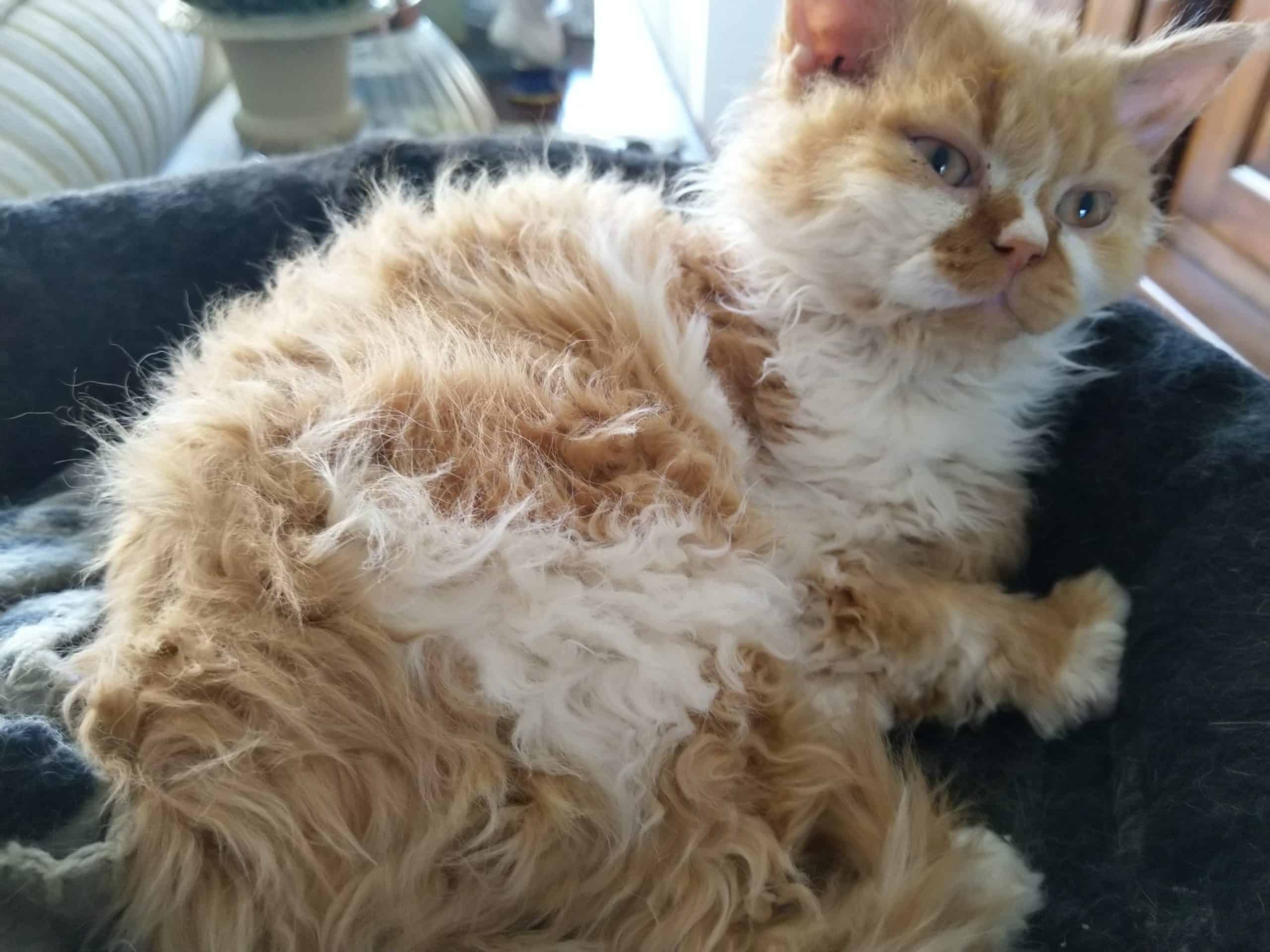 Selkirk Rex Cattery Van Het Gildenhuys