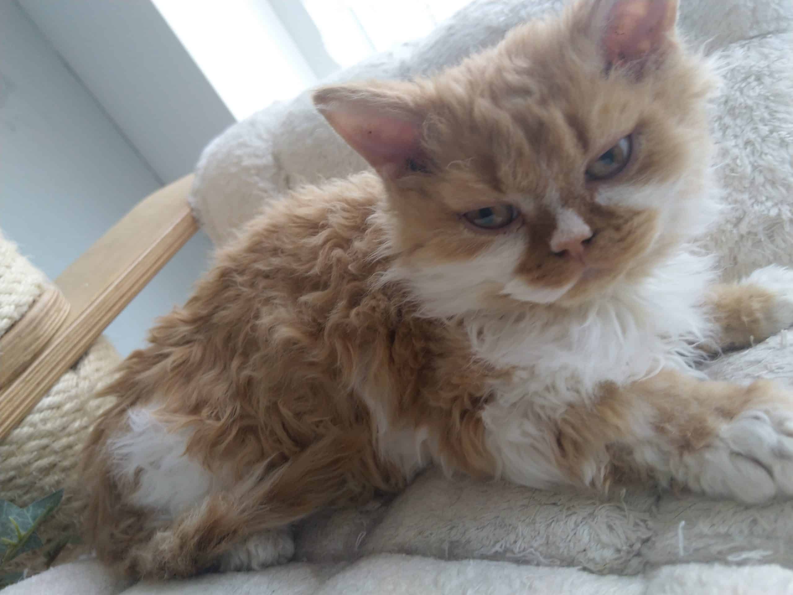 Selkirk Rex Cattery Van Het Gildenhuys